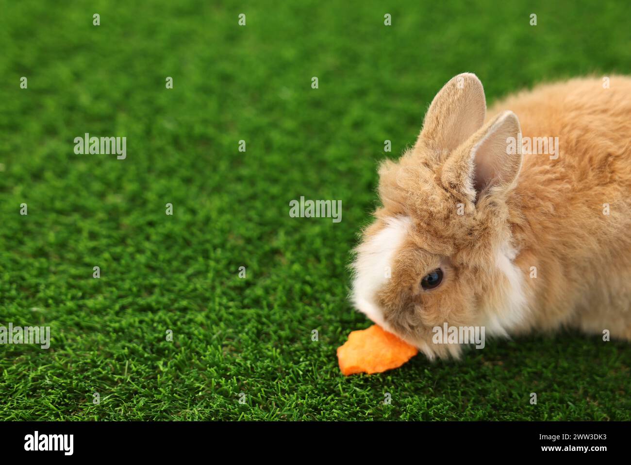 Rabbit carrot grass hi-res stock photography and images - Alamy