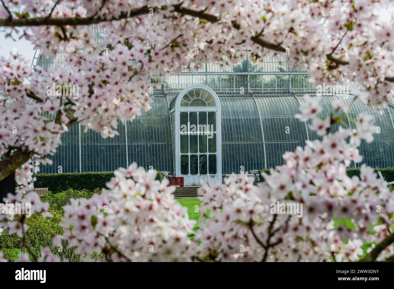 London, UK. 21st Mar, 2024. Yoshino Cherry blossom in front of the ...