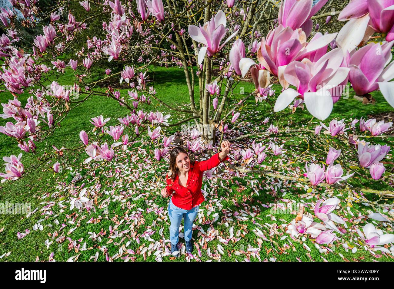 London, UK. 21 Mar 2024. Kew staff enjoy the many varieties of Magnolia ...