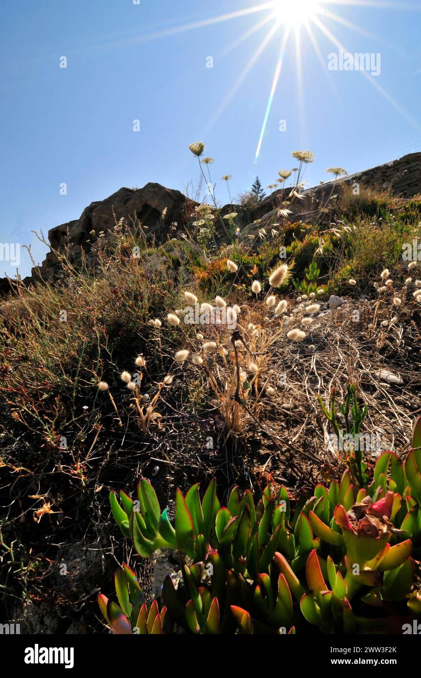 Greece plants hi-res stock photography and images - Alamy