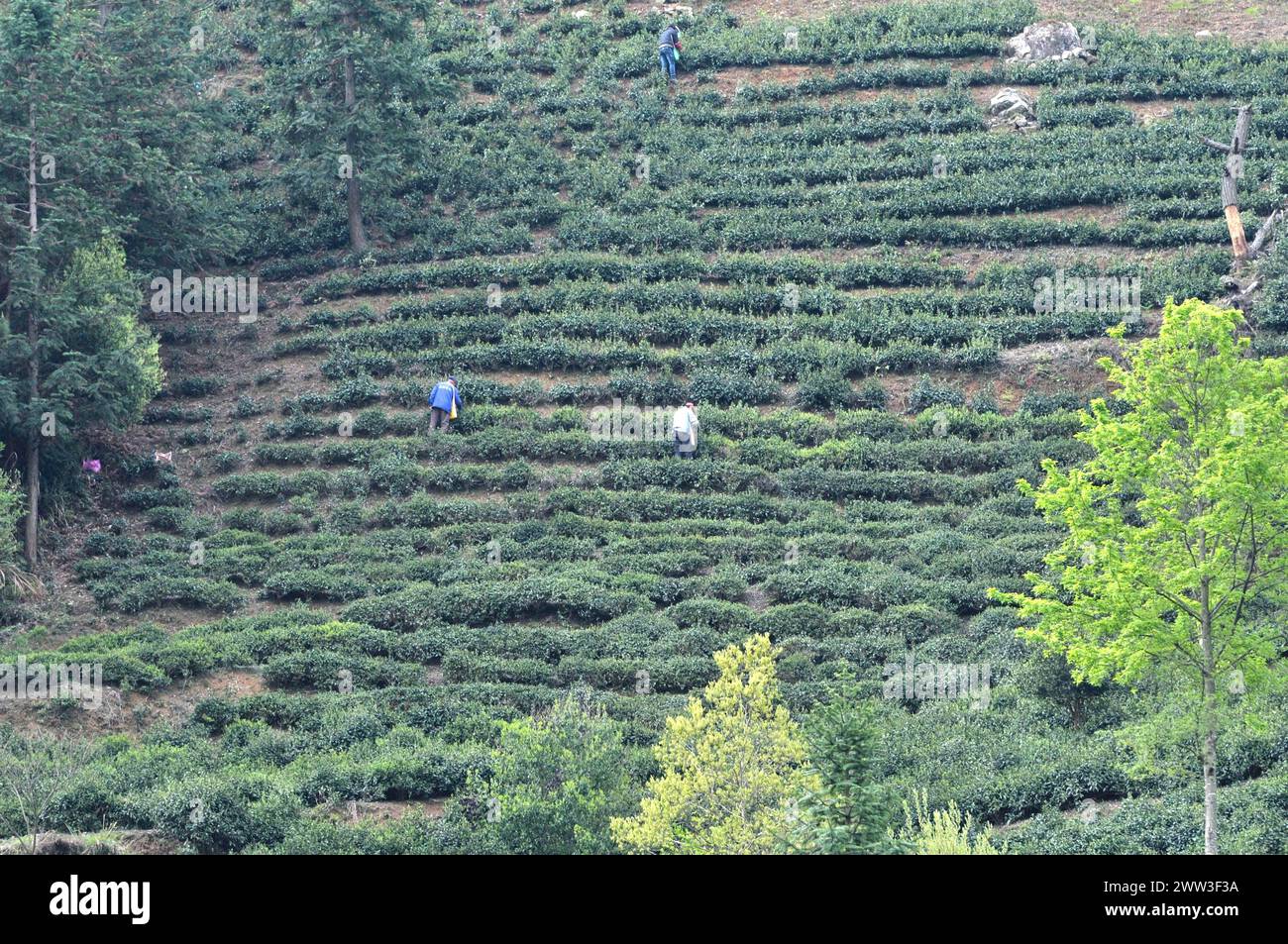 Tea cultivation, china Stock Photo - Alamy