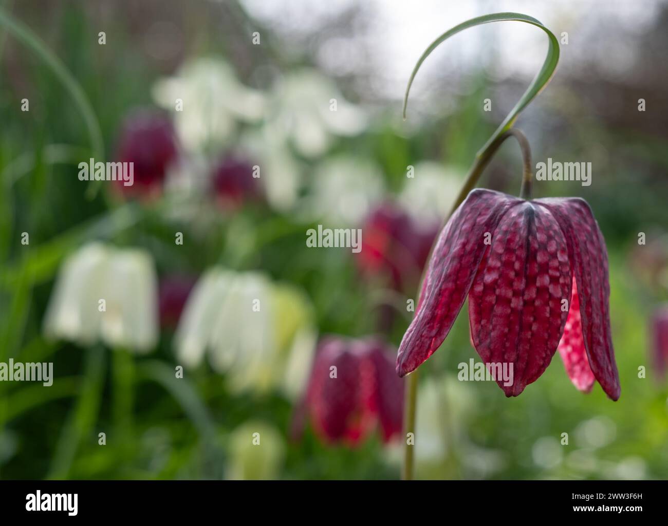 Unusual snake's head fritillary flowers, photographed outside the wall ...