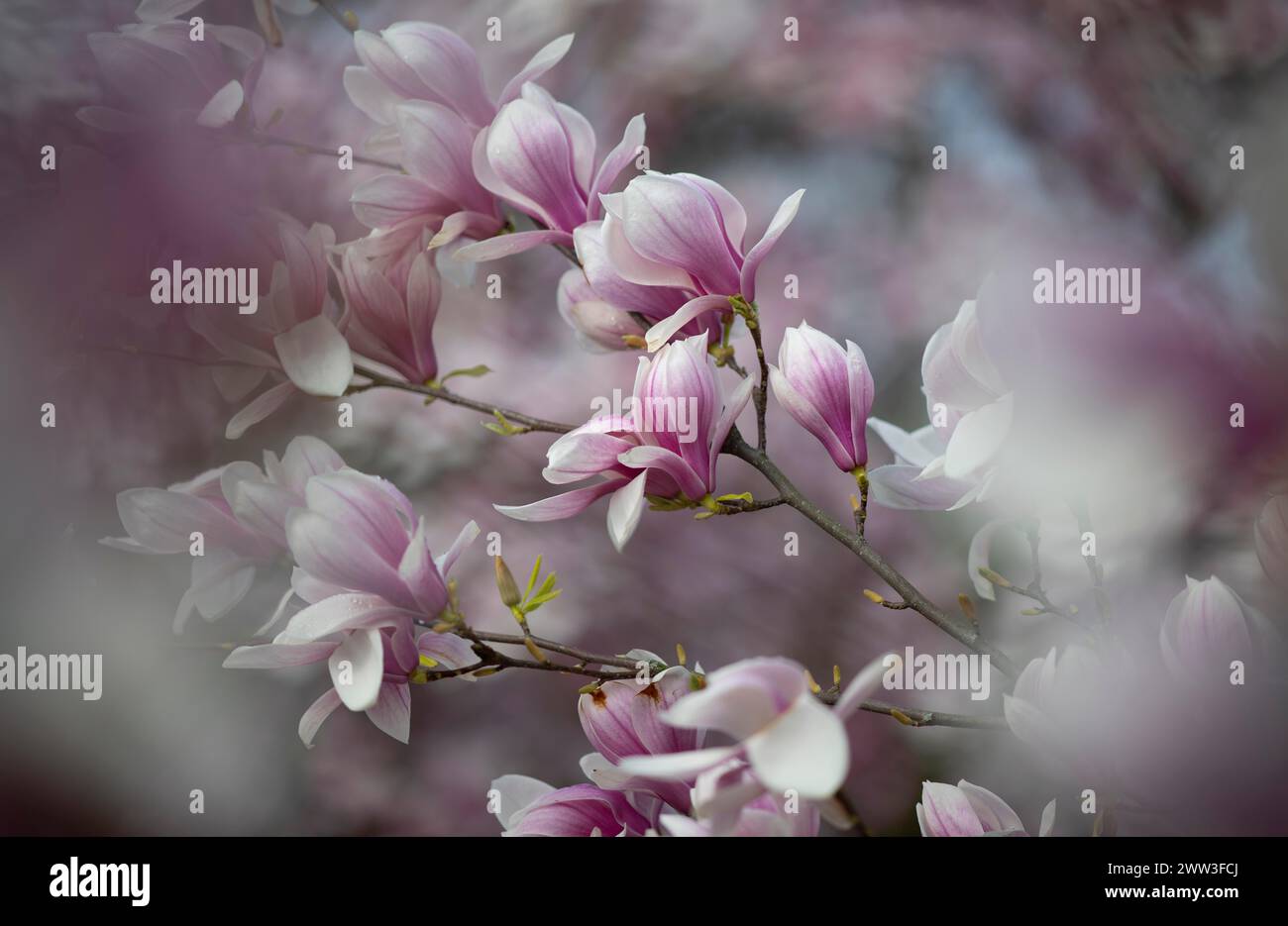 Magnolia blossom, magnolia tree, blossom, chinese magnolia (Magnolia x ...