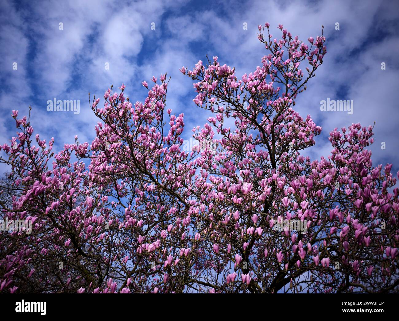 Magnolia blossom, magnolia tree, blossom, chinese magnolia (Magnolia x ...