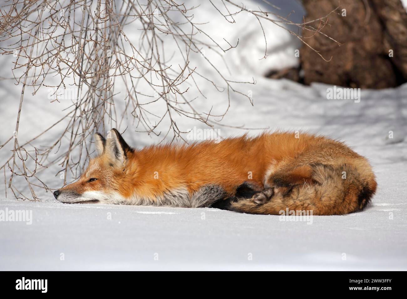 Red fox. Vulpes vulpes. Red fox resting on snow in winter. Red fox ...