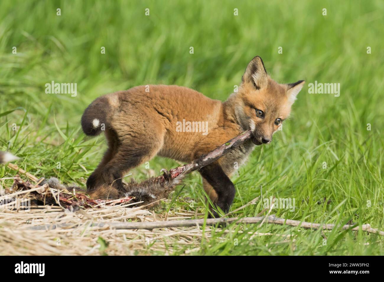 Red fox. Vulpes vulpes. .Fox cub eating the remains of a muskrat ...