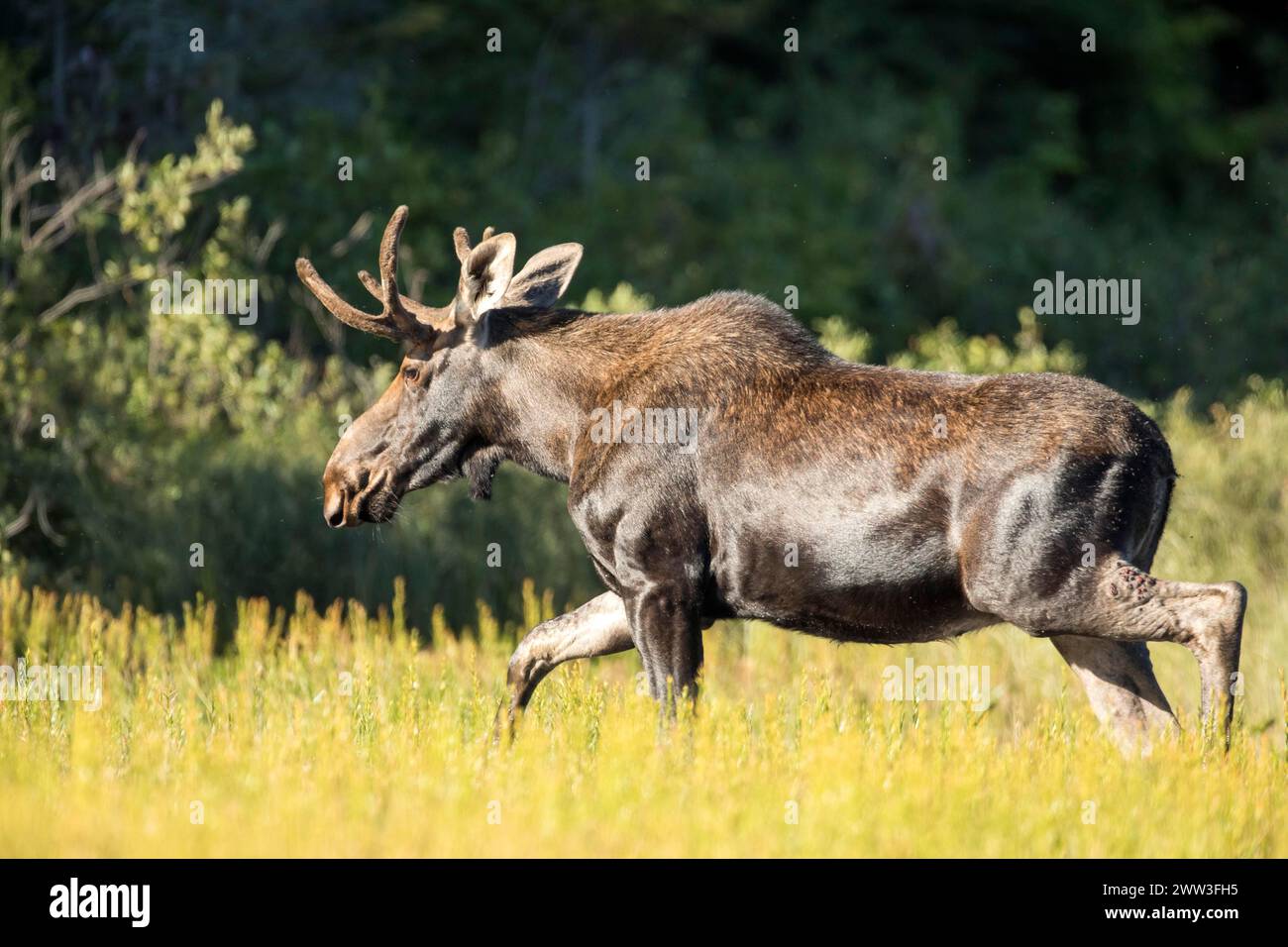 Lakeside stroll hi-res stock photography and images - Alamy