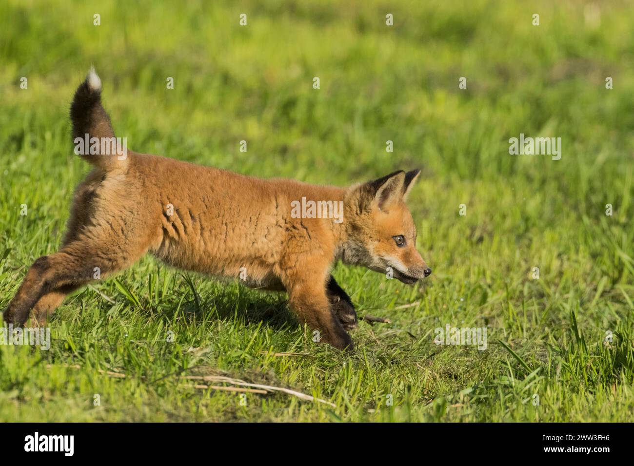 Red fox meadow north america hi-res stock photography and images - Alamy
