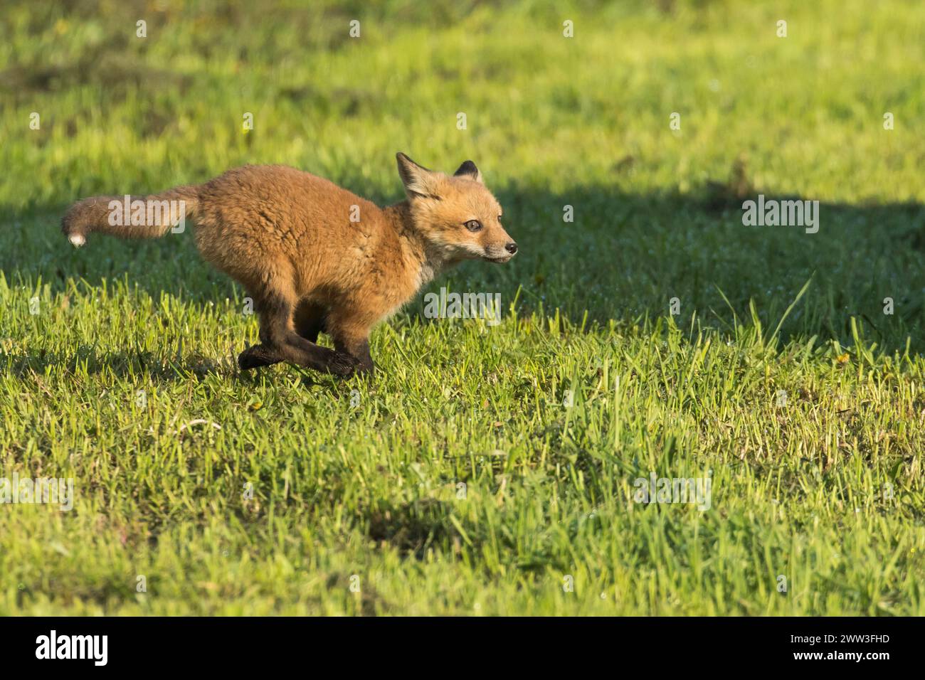 Red fox in meadow north america hi-res stock photography and images - Alamy