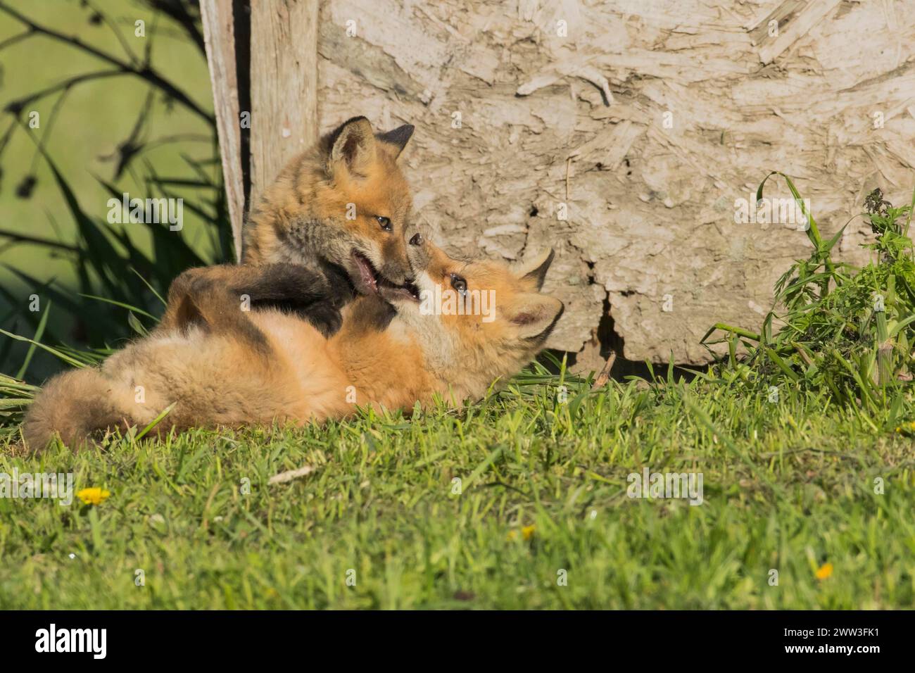 Red fox. Vulpes vulpes. Red fox cubs playing together in a meadow ...