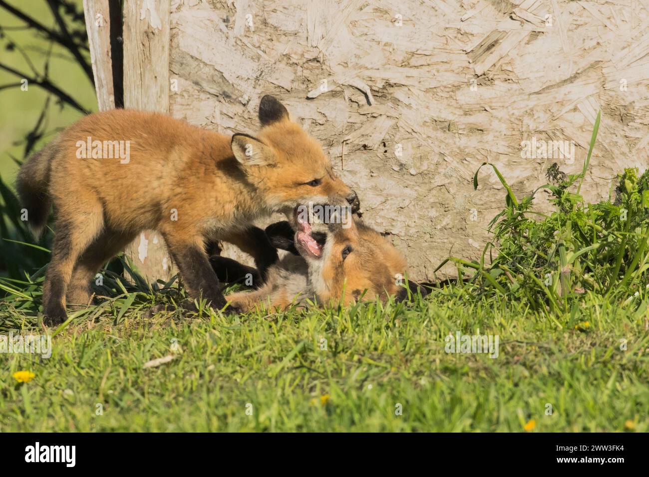 Red fox. Vulpes vulpes. Red fox cubs playing together in a meadow ...