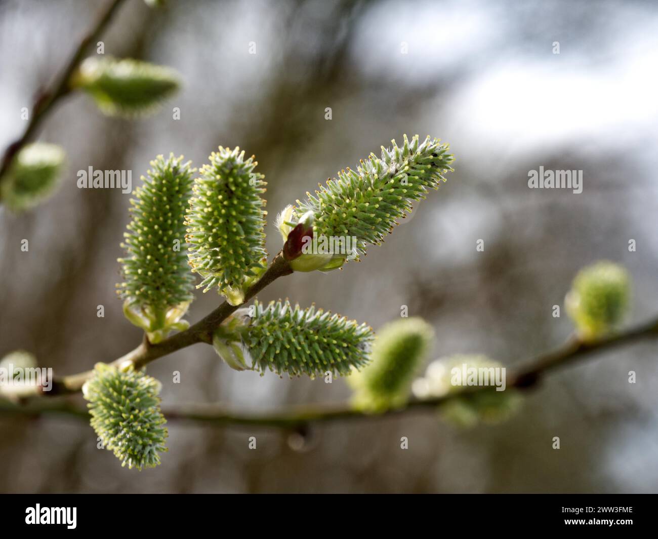 Goat willow (Salix caprea Stock Photo - Alamy