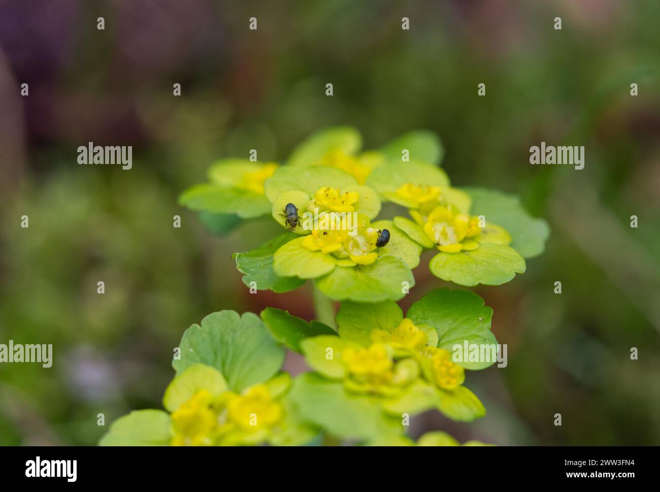 Alternate-leaved golden saxifrage (Chrysosplenium alternifolium Stock ...