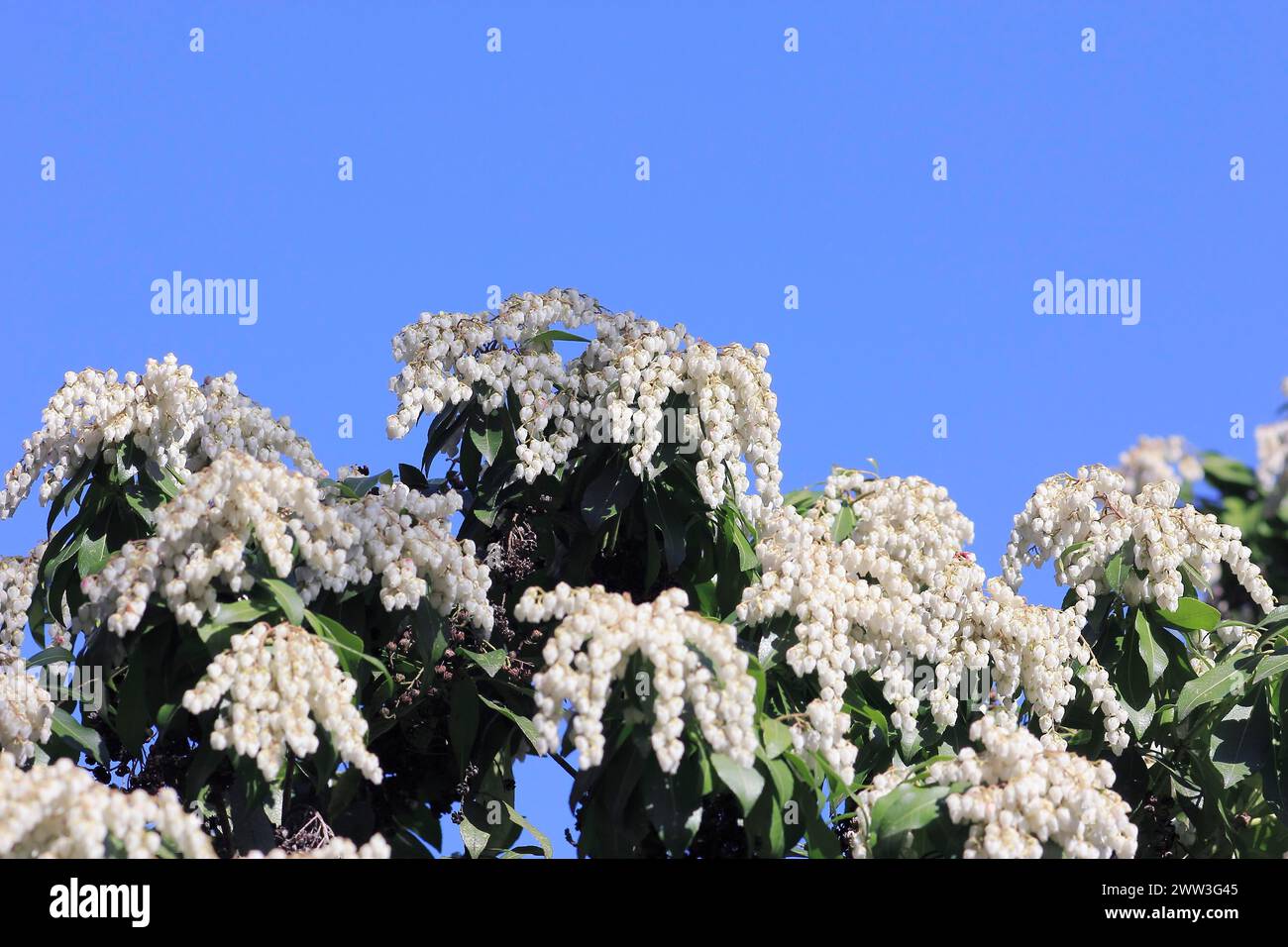 Flowering japanese andromeda (Pieris japonica), North Rhine-Westphalia ...