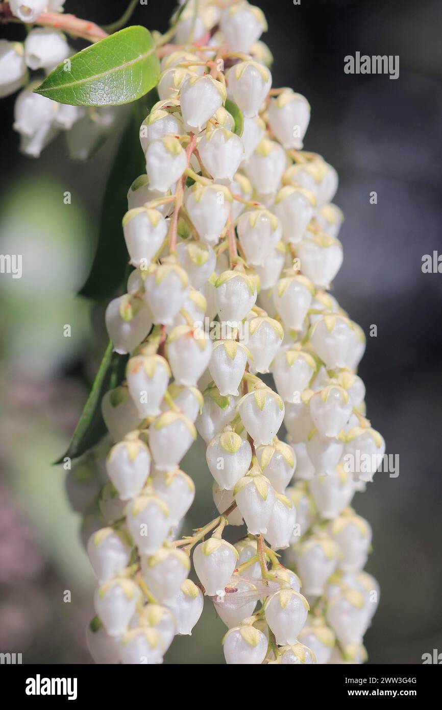 Flowering japanese andromeda (Pieris japonica), North Rhine-Westphalia ...