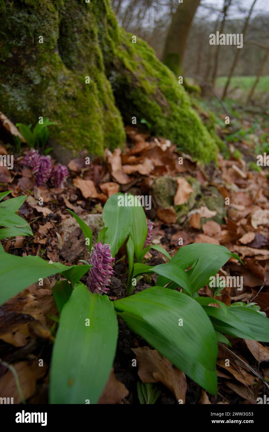 Kirchberg food hi-res stock photography and images - Alamy