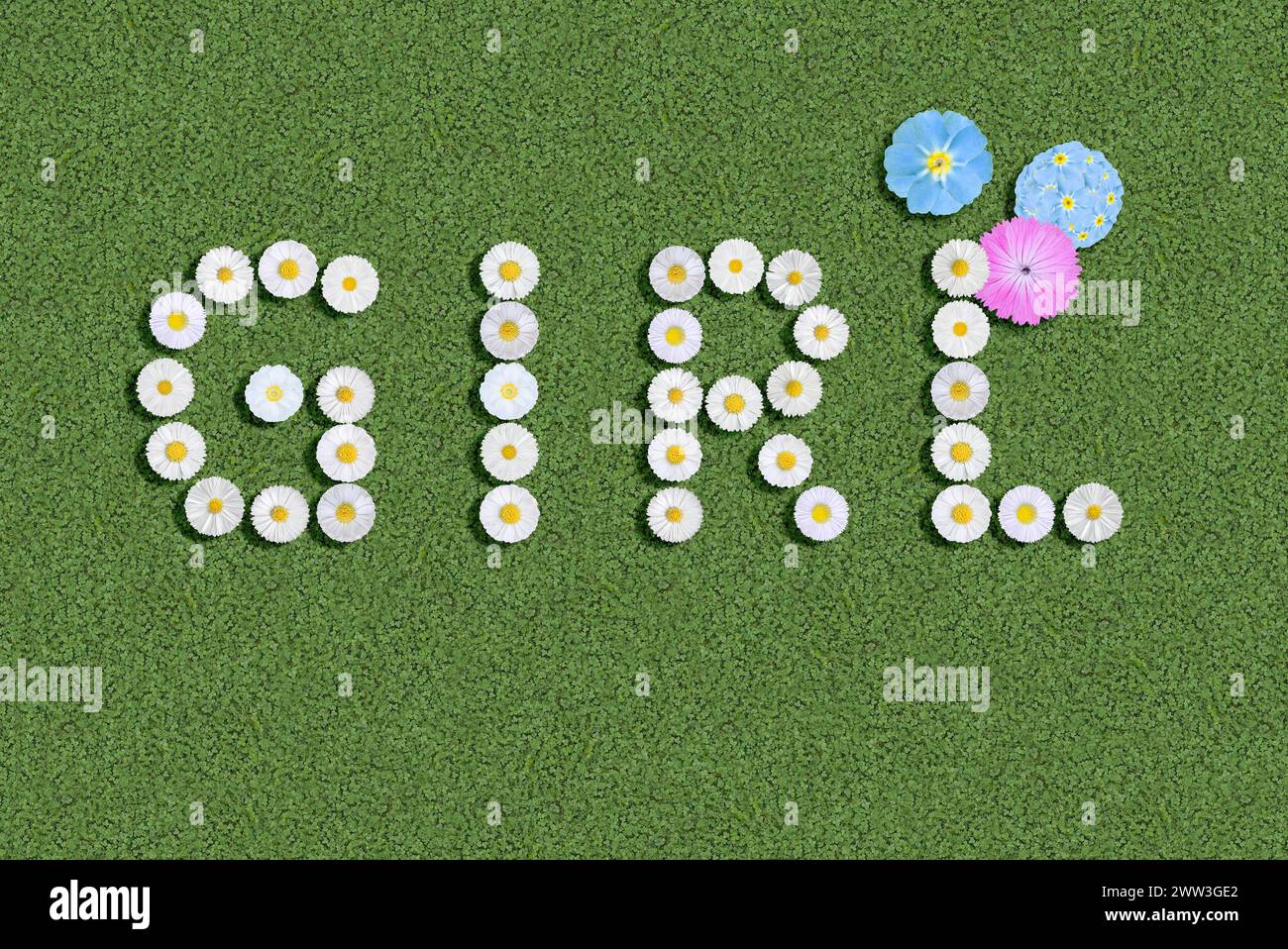 English rose girl hi-res stock photography and images - Alamy