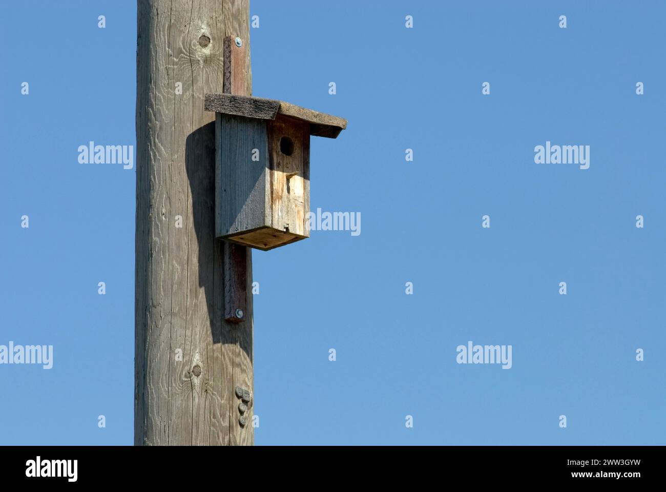 On telephone pole hi-res stock photography and images - Alamy