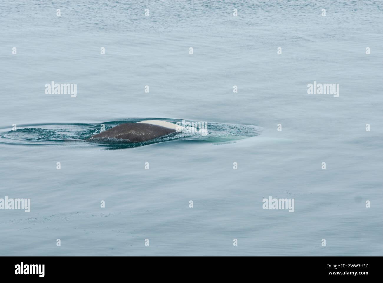 beluga whale, Delphinapterus leucas, adult in an open lead amidst the ...