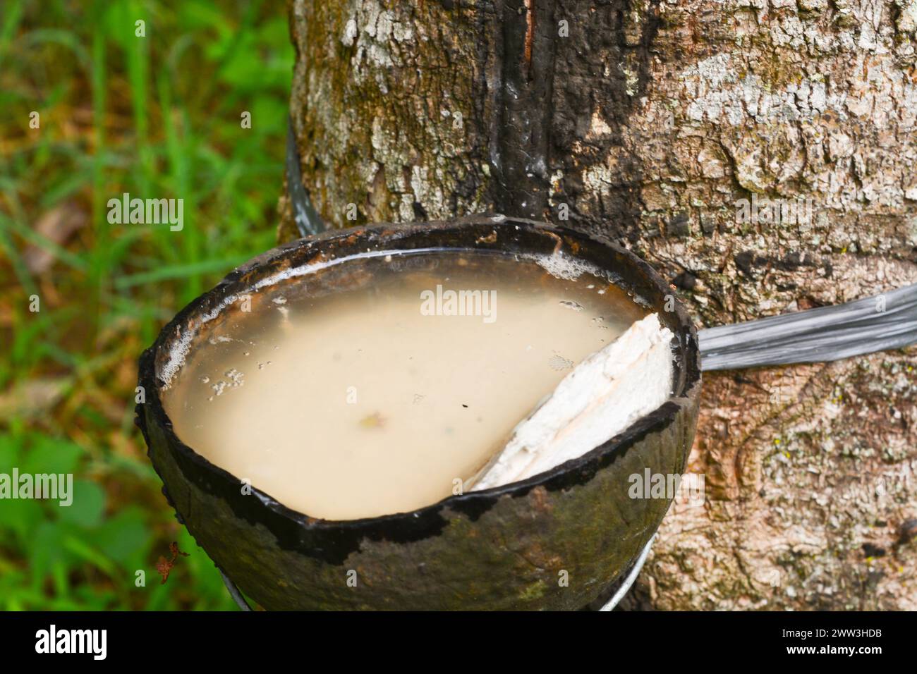 Latex is extracted from natural rubber rubber tree sources, Indonesia ...