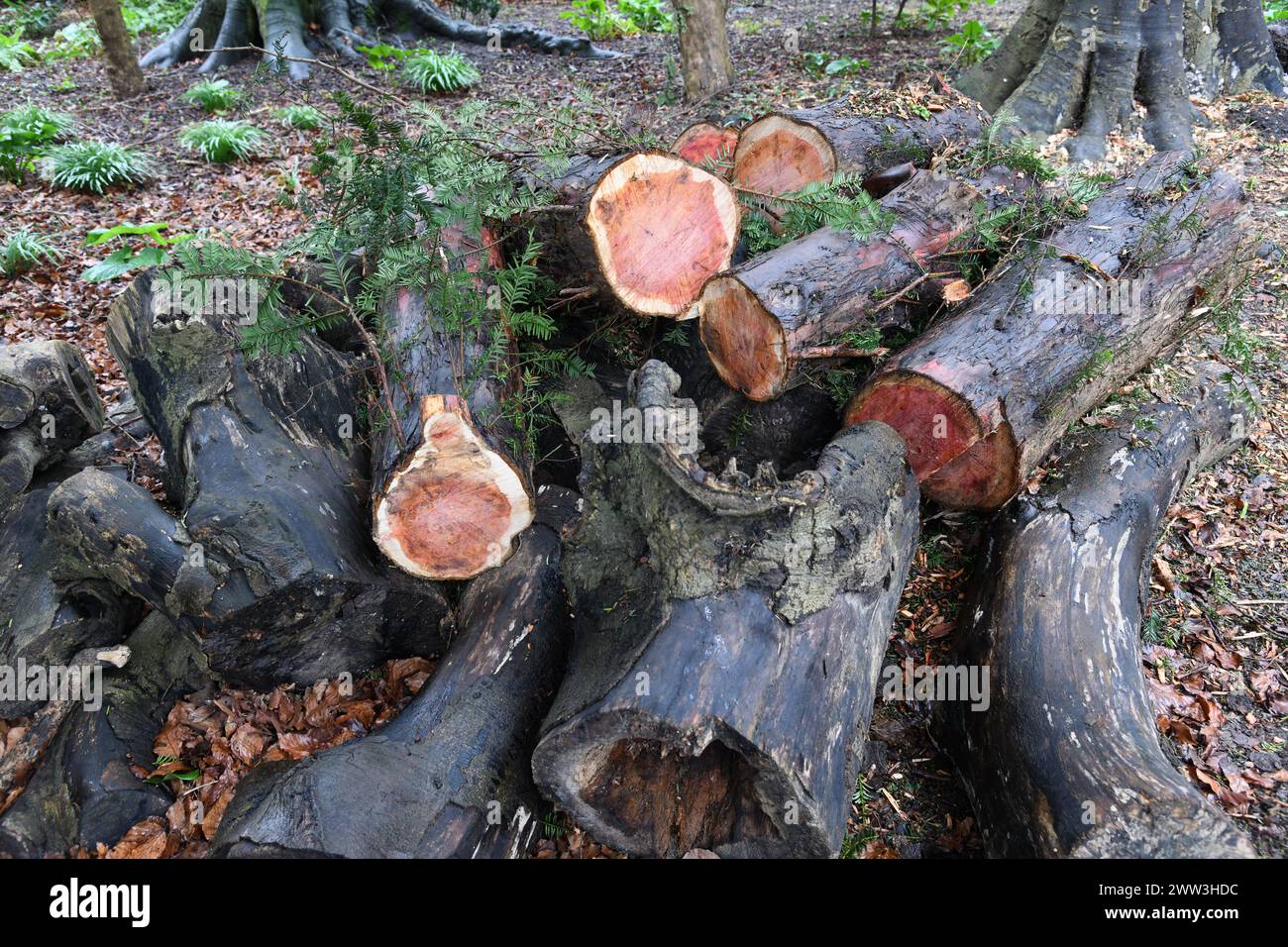 Chopped woodland tree Stock Photo - Alamy