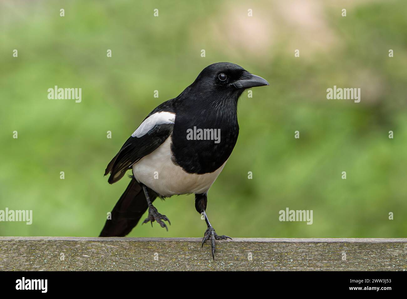 Close up front view of a wild, UK magpie bird (Pica pica) walking ...