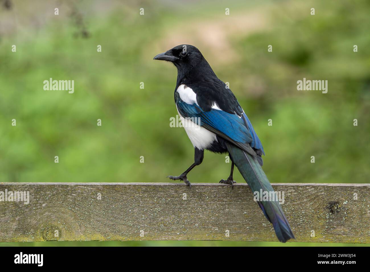 The magpie detail hi-res stock photography and images - Alamy