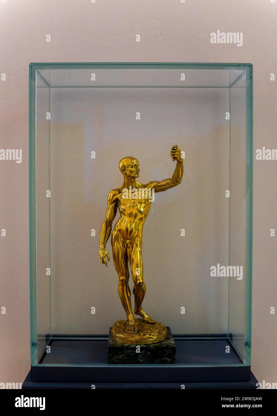 Jean-Antoine Houdon, Muscle Man, gilt bronze, Skulpturensammlug im Bode ...