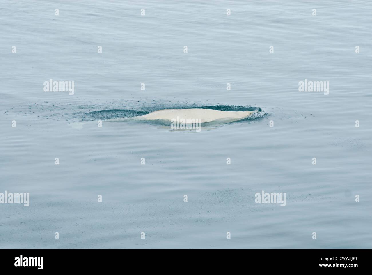 beluga whale, Delphinapterus leucas, adult in an open lead amidst the ...