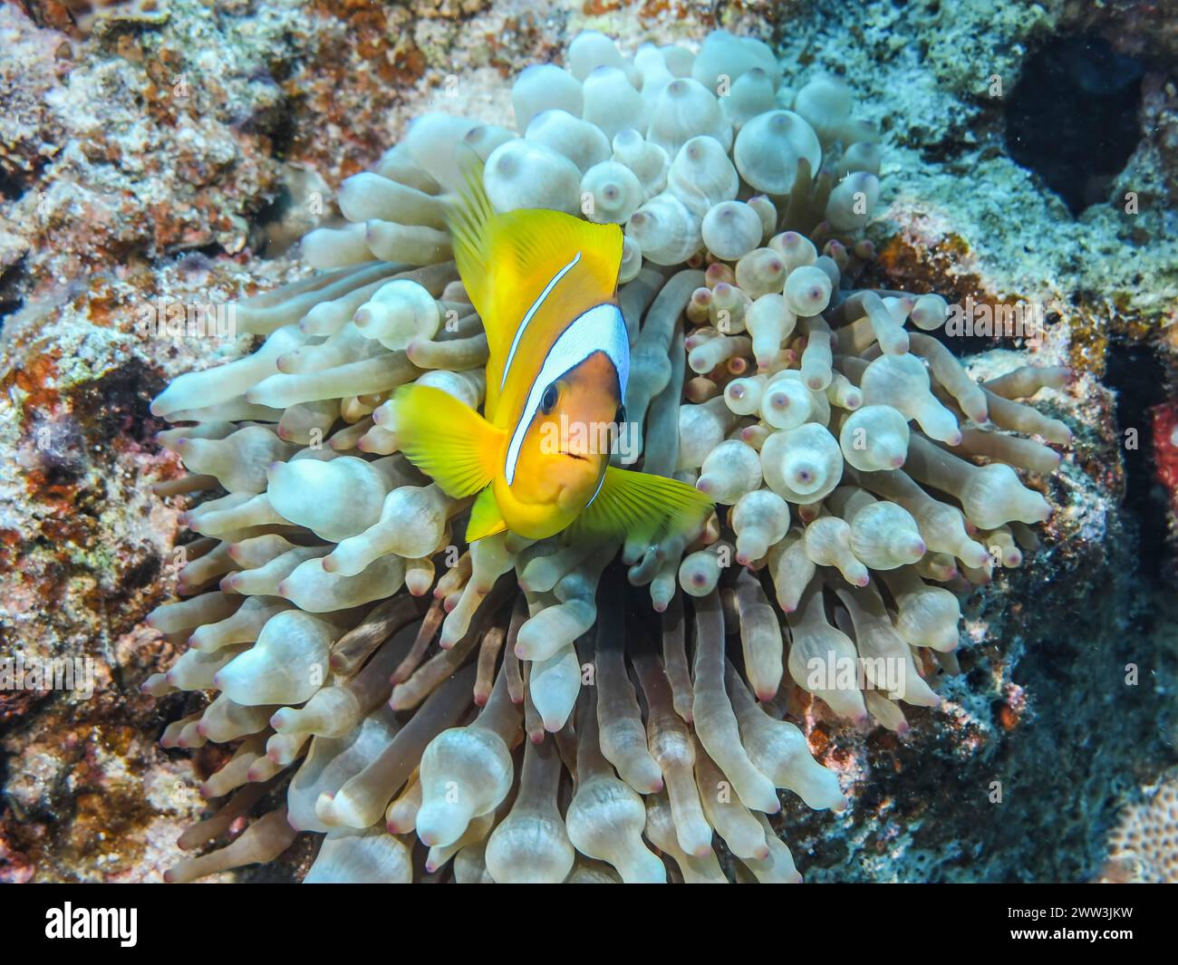 Bubble-tip anemone (Entacmaea quadricolor), red sea clownfish ...