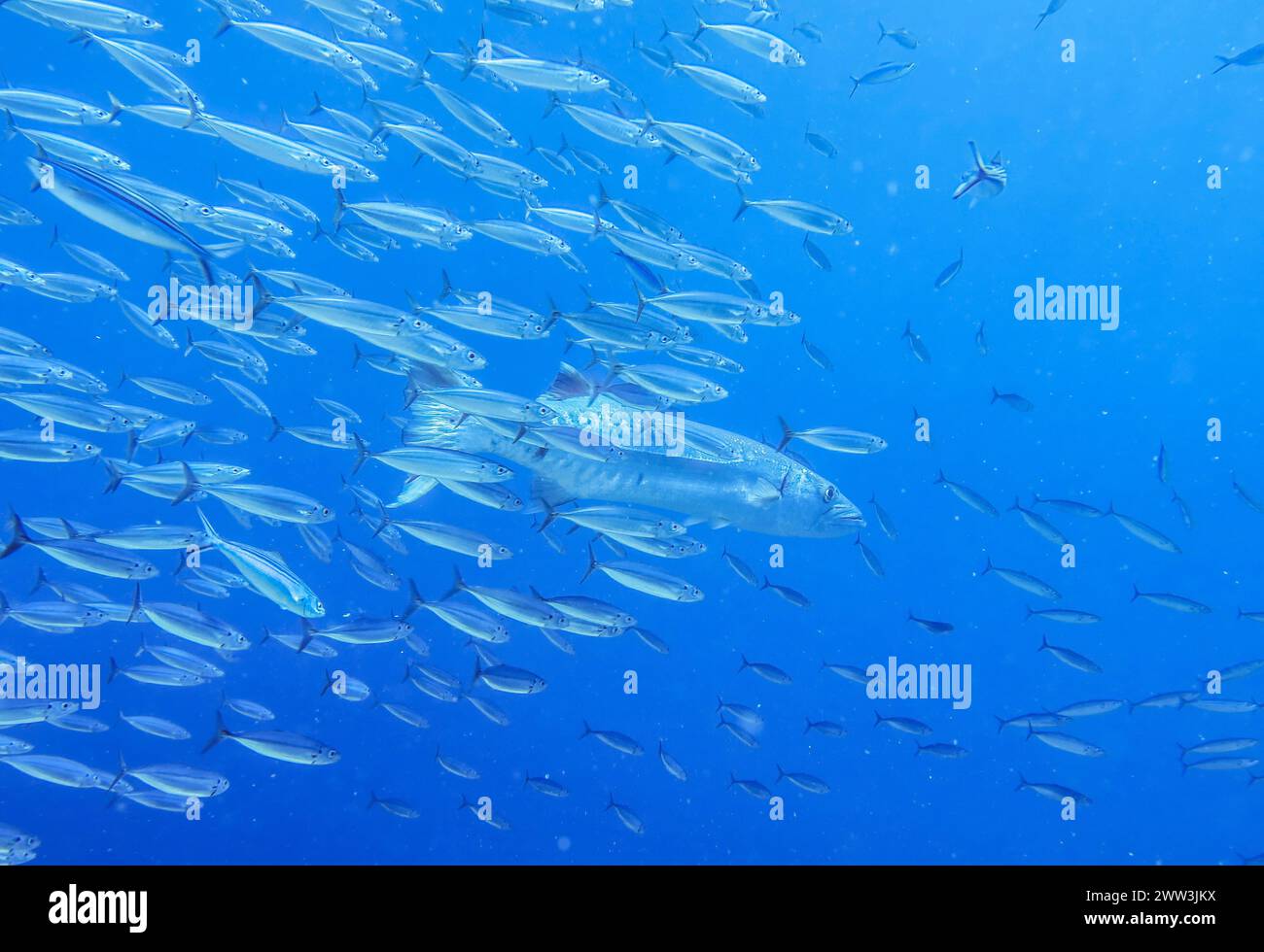 Great barracuda (Sphyraena barracuda), shoal, Umma Gammar reef, Red Sea ...