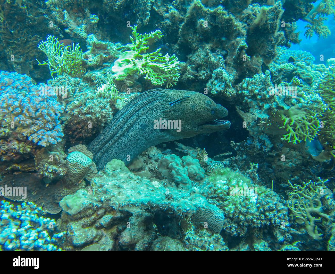 Giant Moray moray (Gymnothorax javanicus), dive site Siyul Kebir Reef ...