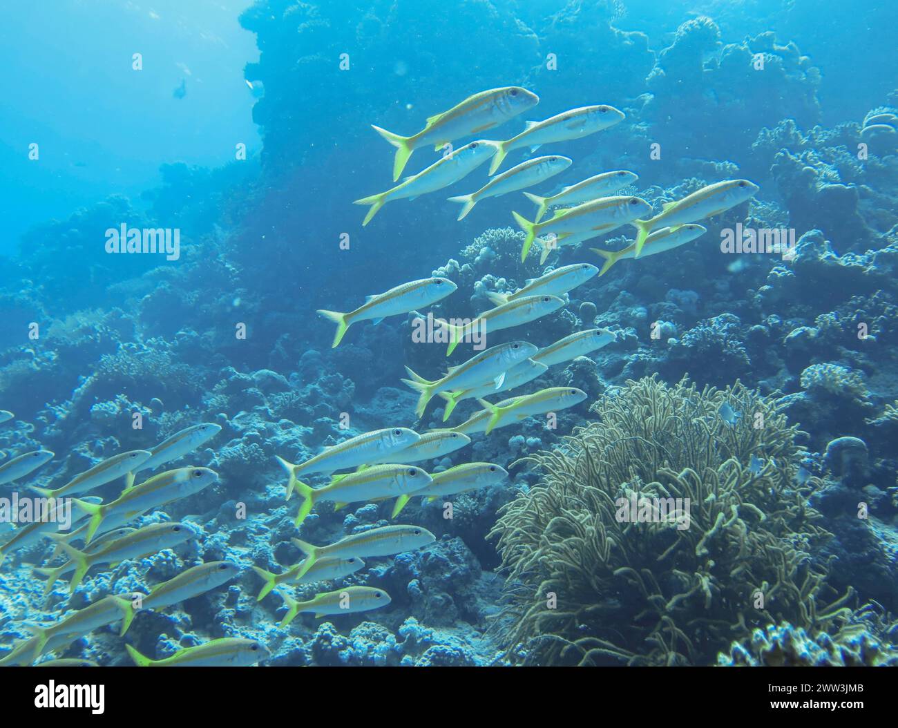 Shoal of snappers, dive site Umm Gammar Reef, Red Sea, Egypt Stock ...