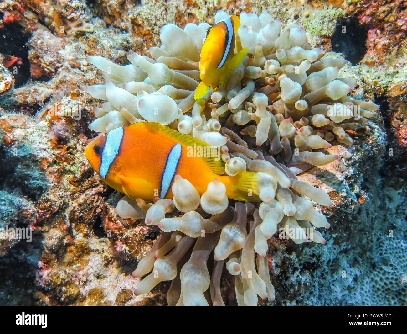 Bubble-tip anemone (Entacmaea quadricolor), red sea clownfish ...