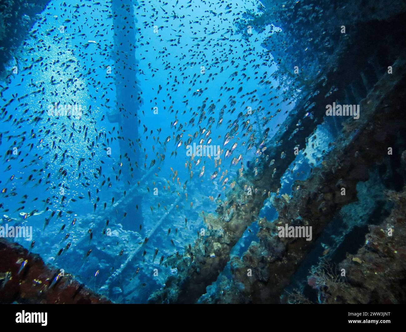 School of glassfish in the wreck of the Carnatic, Red Sea, Egypt Stock ...