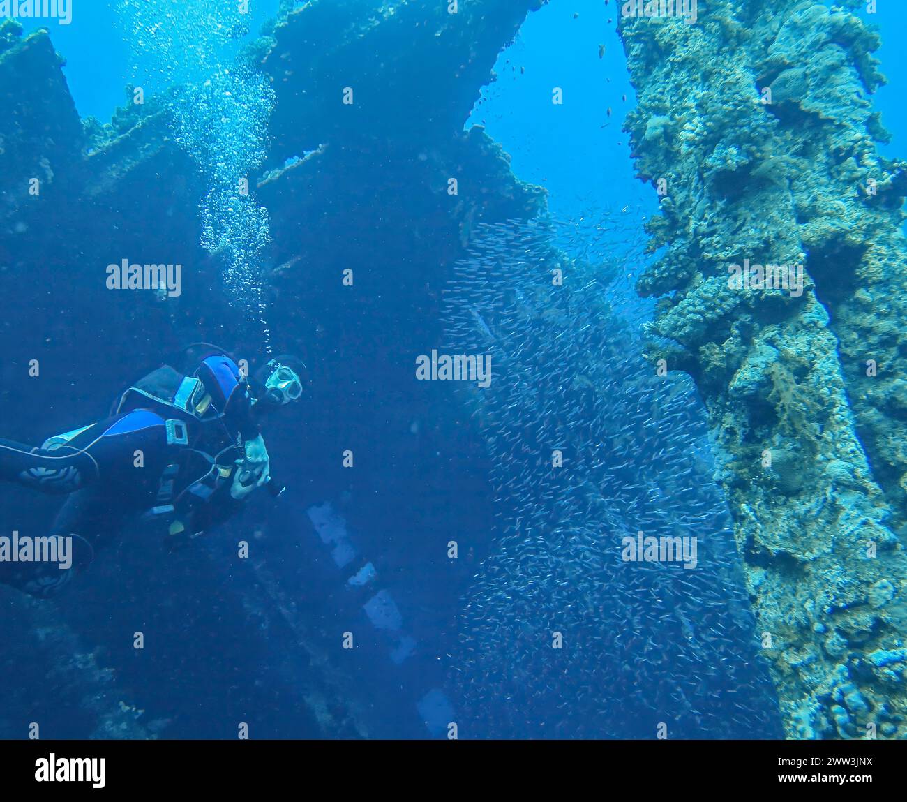 Shoal of fish and divers in the wreck of the Carnatic, Red Sea, Egypt ...