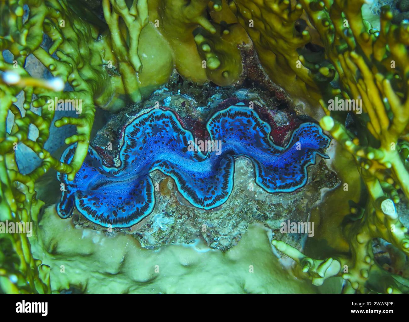 Gordon reef hi-res stock photography and images - Alamy