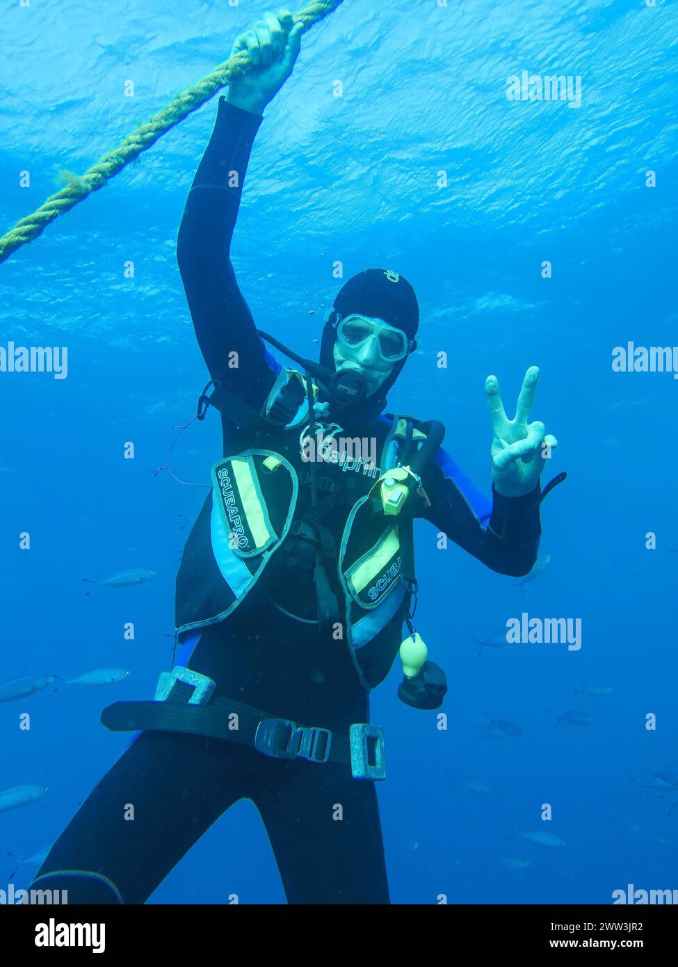 Diver on safety stop at anchor line, dive site wreck of the Thistlegorm ...