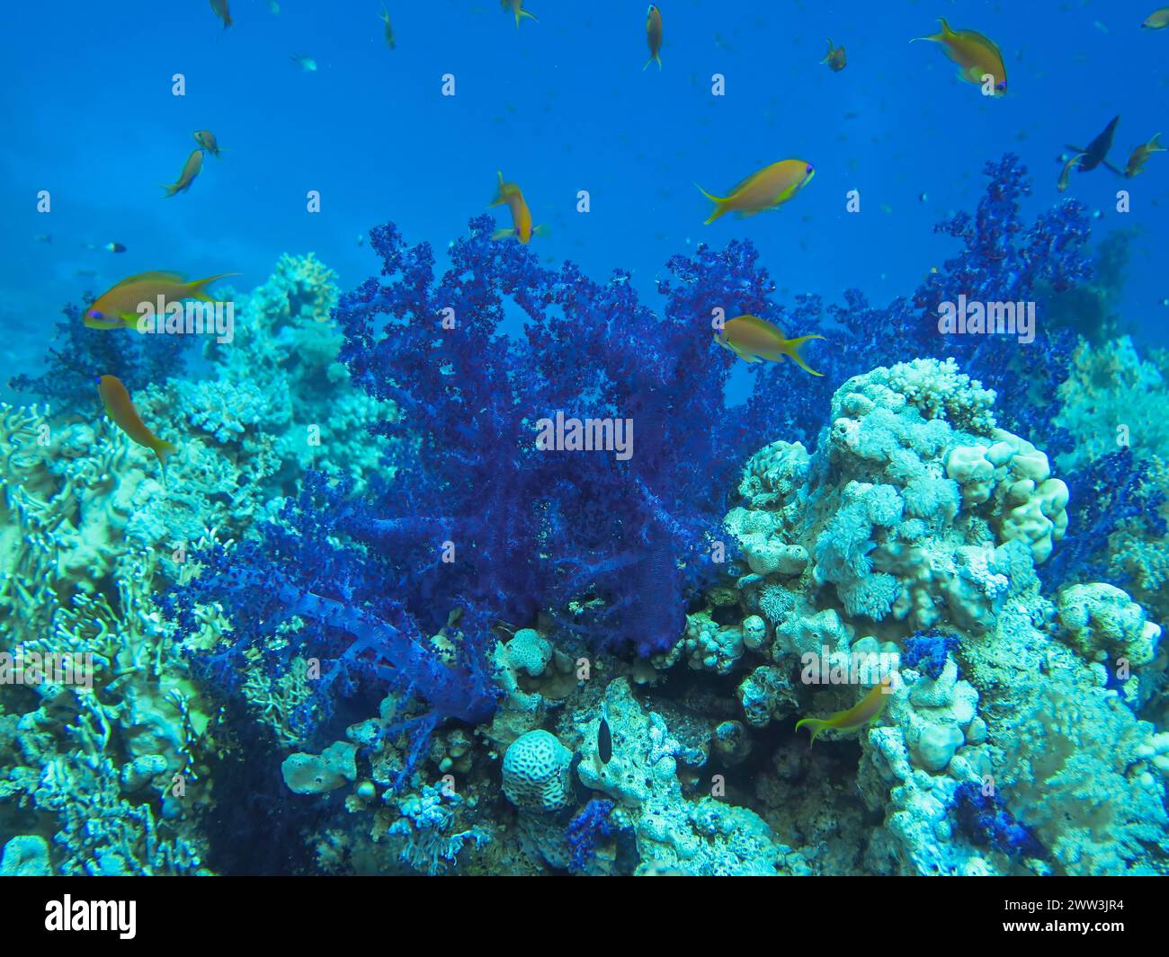 Soft corals on reef, dive site Ras Mohammed Shark and Jolanda Reef, Red ...