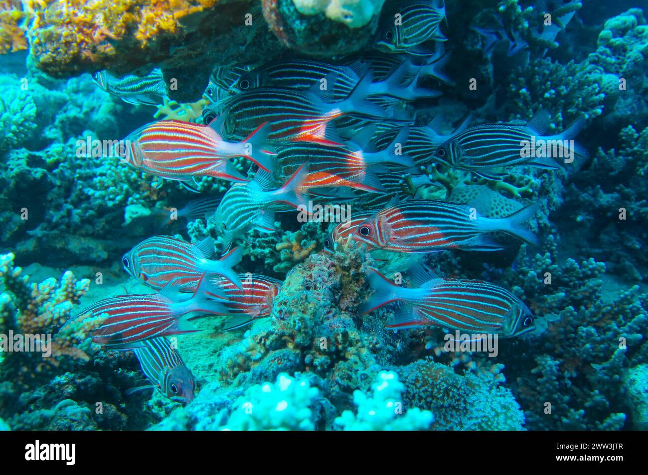 School of snappers on the reef, dive site Reef Bluff Point, Red Sea ...