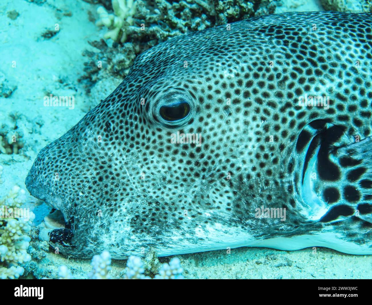 Star puffer (Arothron stellatus), dive site reef Bluff Point, Red Sea ...