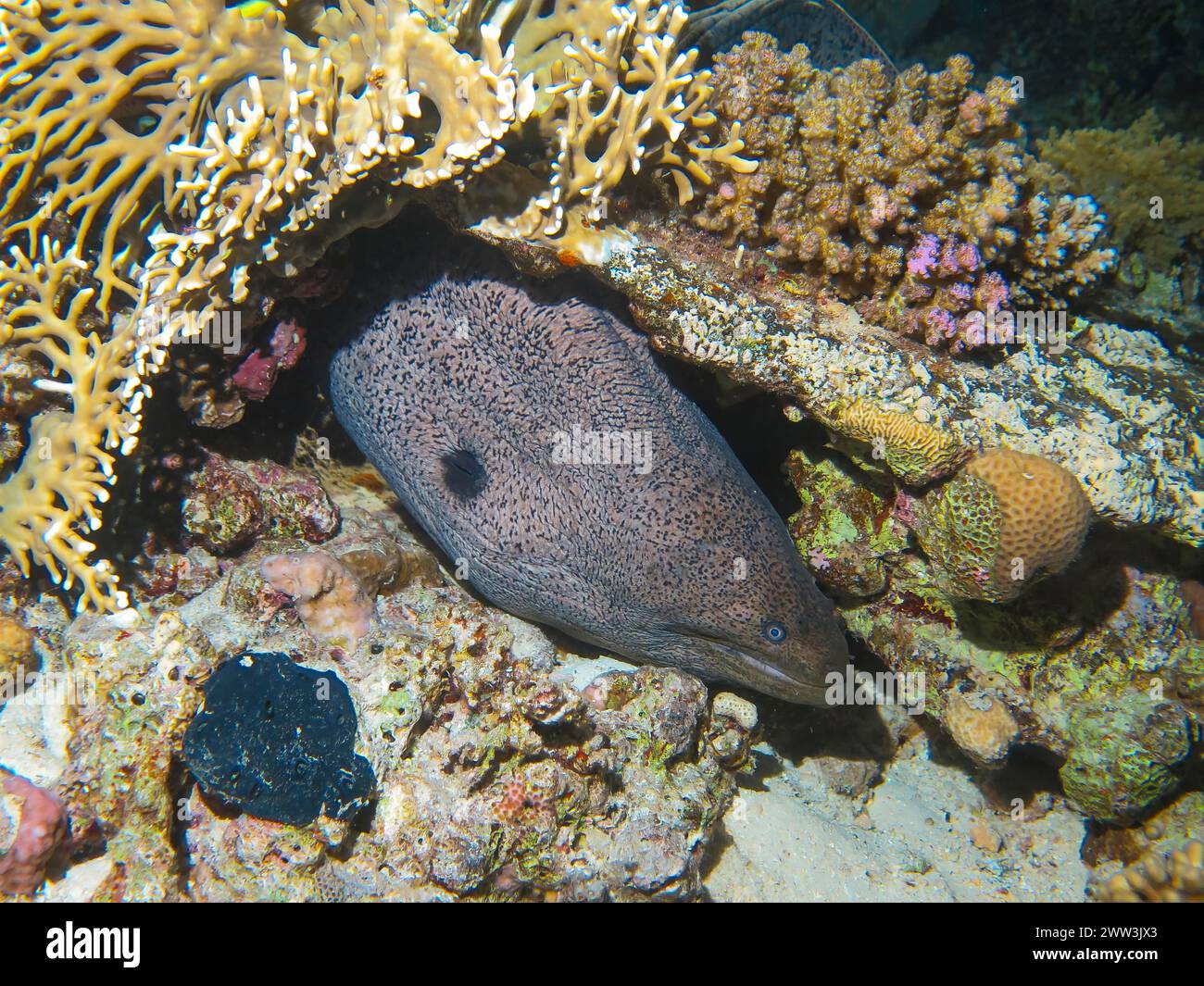 Giant Moray moray (Gymnothorax javanicus), dive site Bluff Point Reef ...