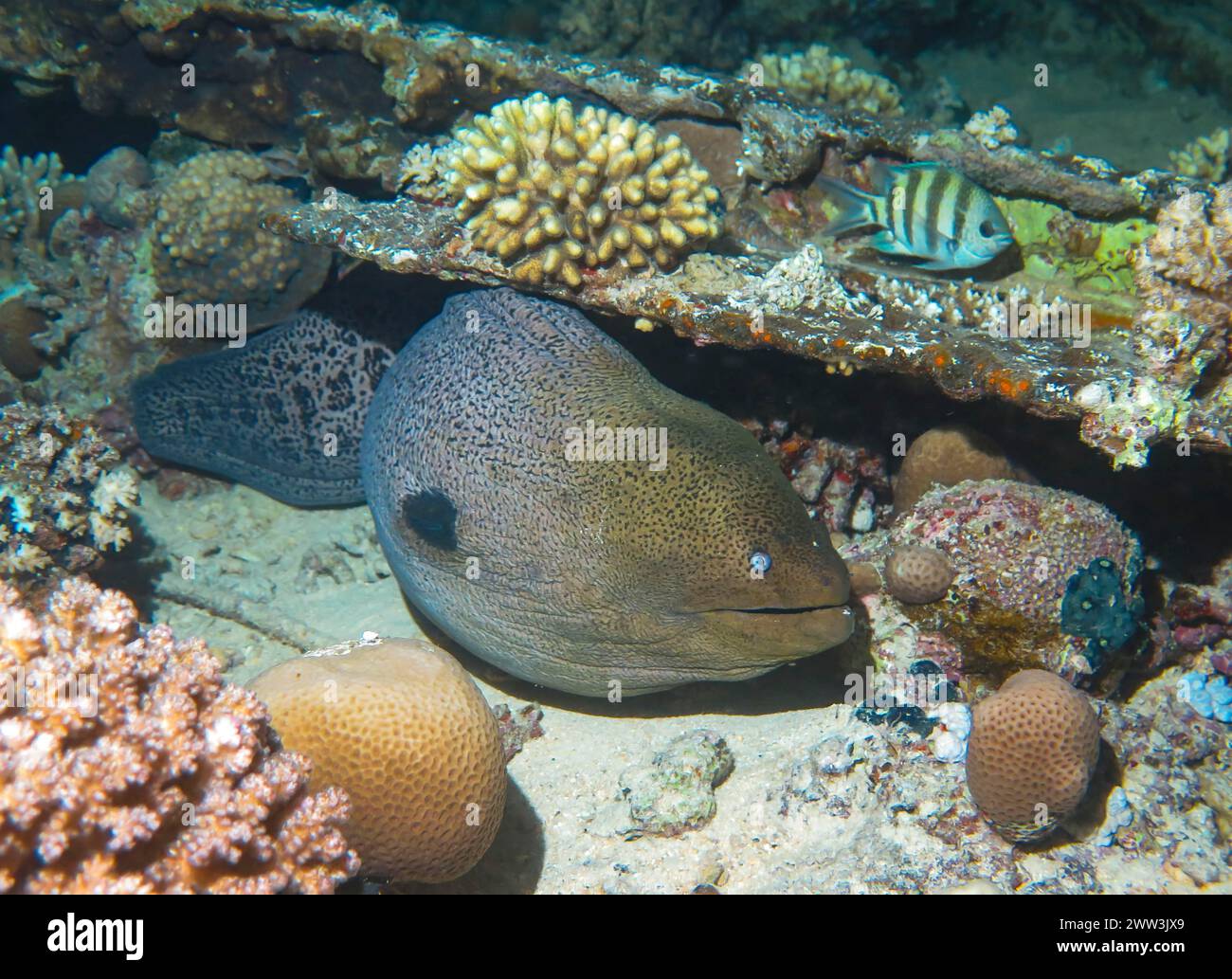 Giant Moray moray (Gymnothorax javanicus), dive site Bluff Point Reef ...