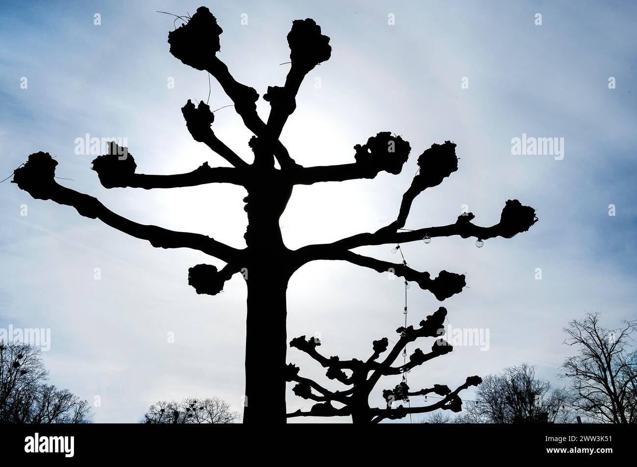 Backlight, pruned plane trees (Platanus), Kempten, Allgaeu, Bavaria ...