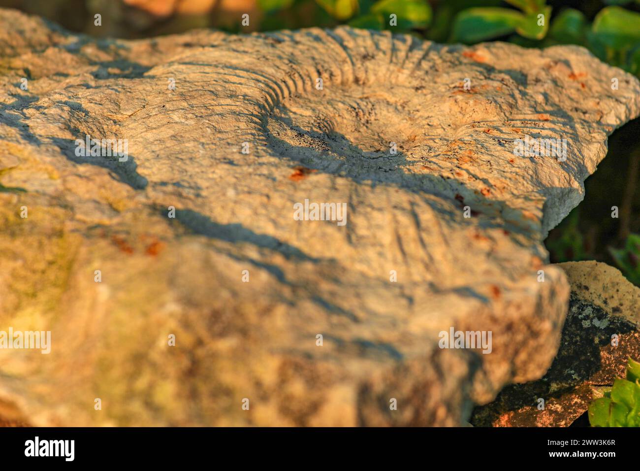 Ammonites and fossils of prehistoric animals imprinted in stone in the ...