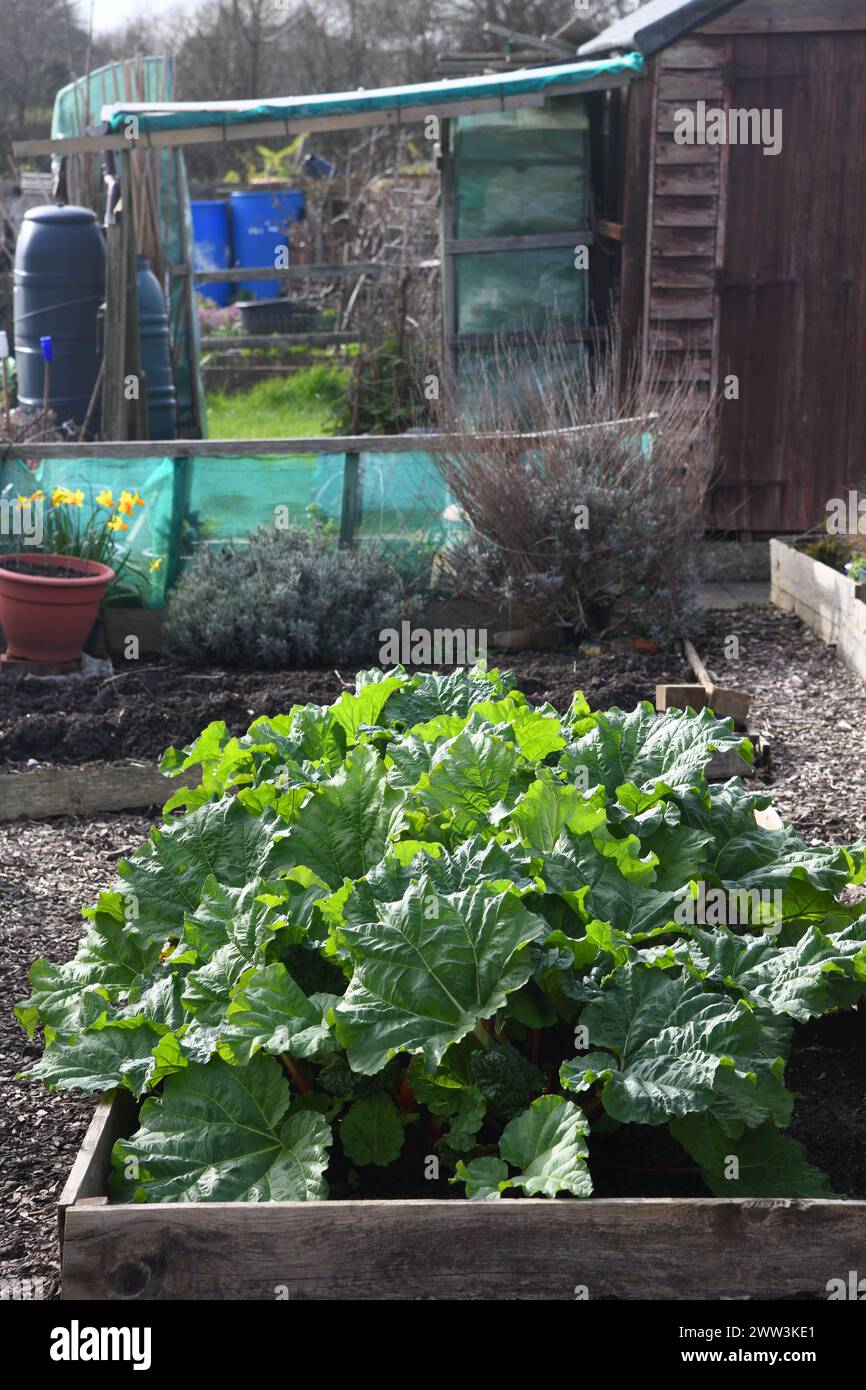 Rhubarb patch on an allotment Stock Photo - Alamy