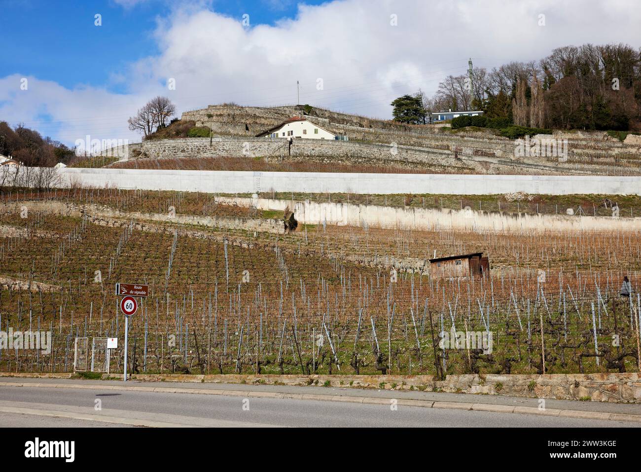 Slope with terraces for viticulture and residential buildings in the ...
