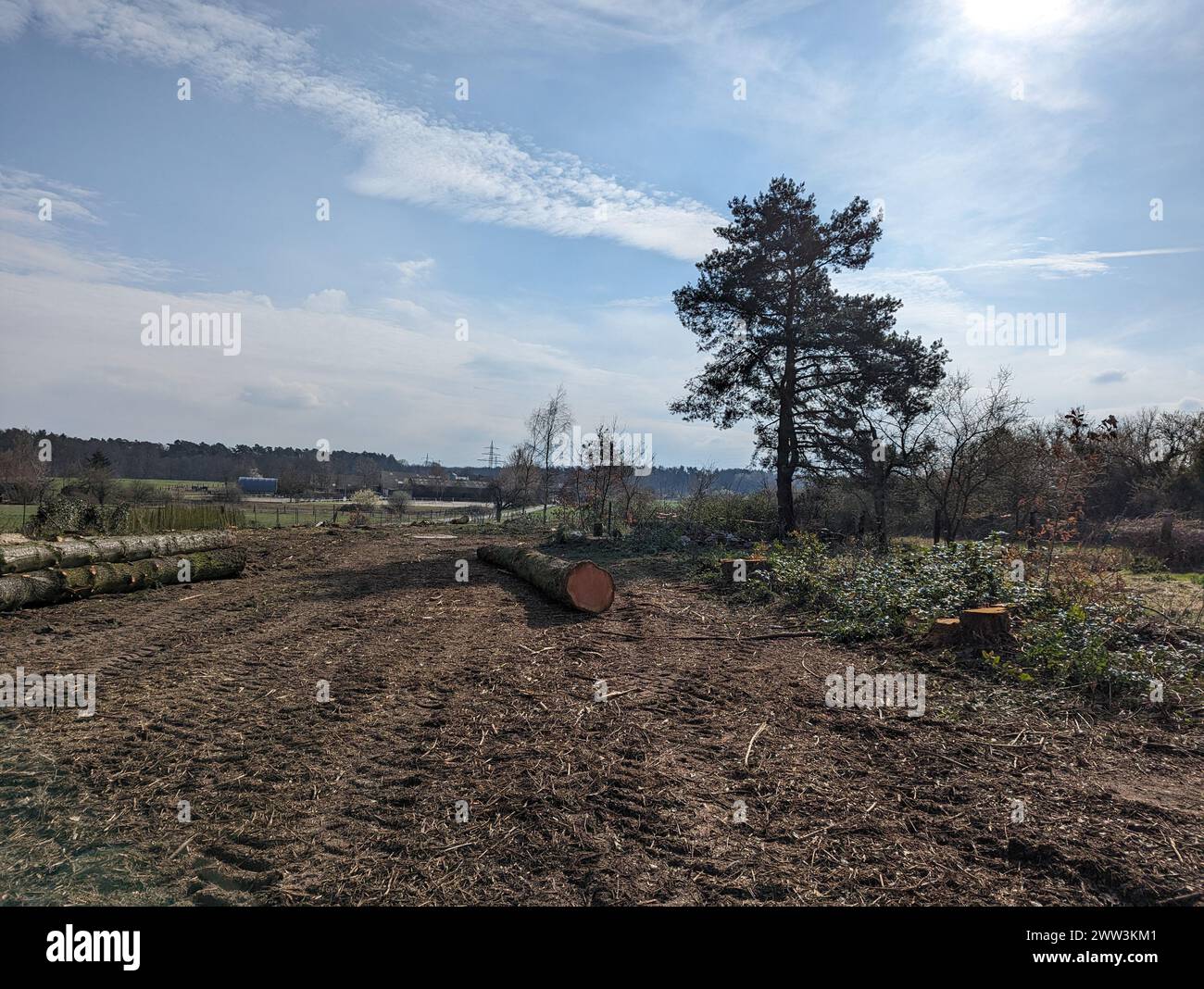 A large stack of freshly felled tree trunks and fir branches on a ...
