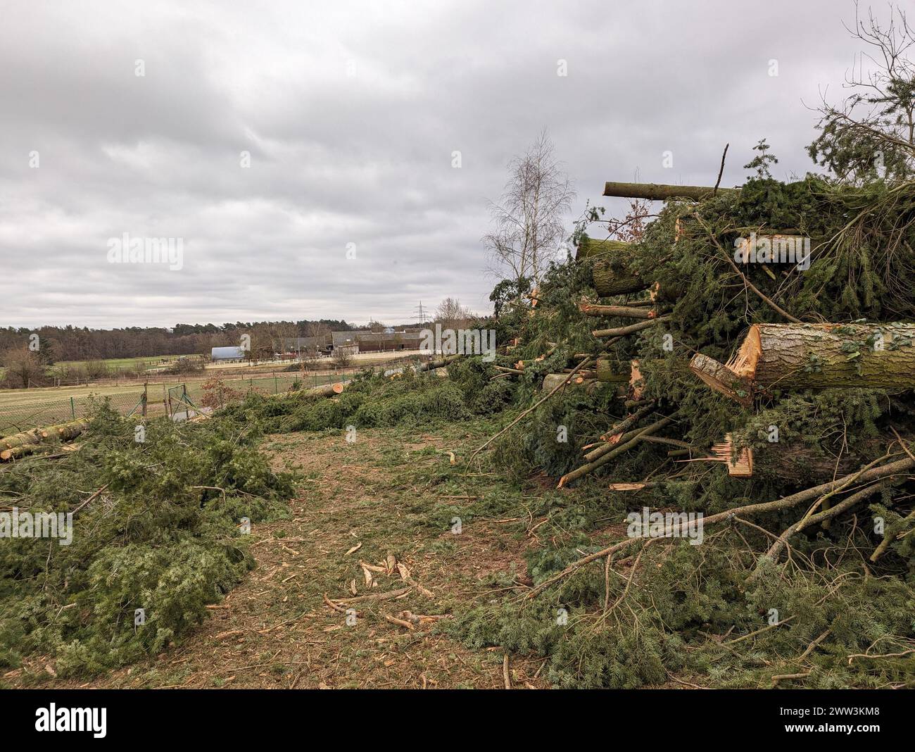 A large stack of freshly felled tree trunks and fir branches on a ...
