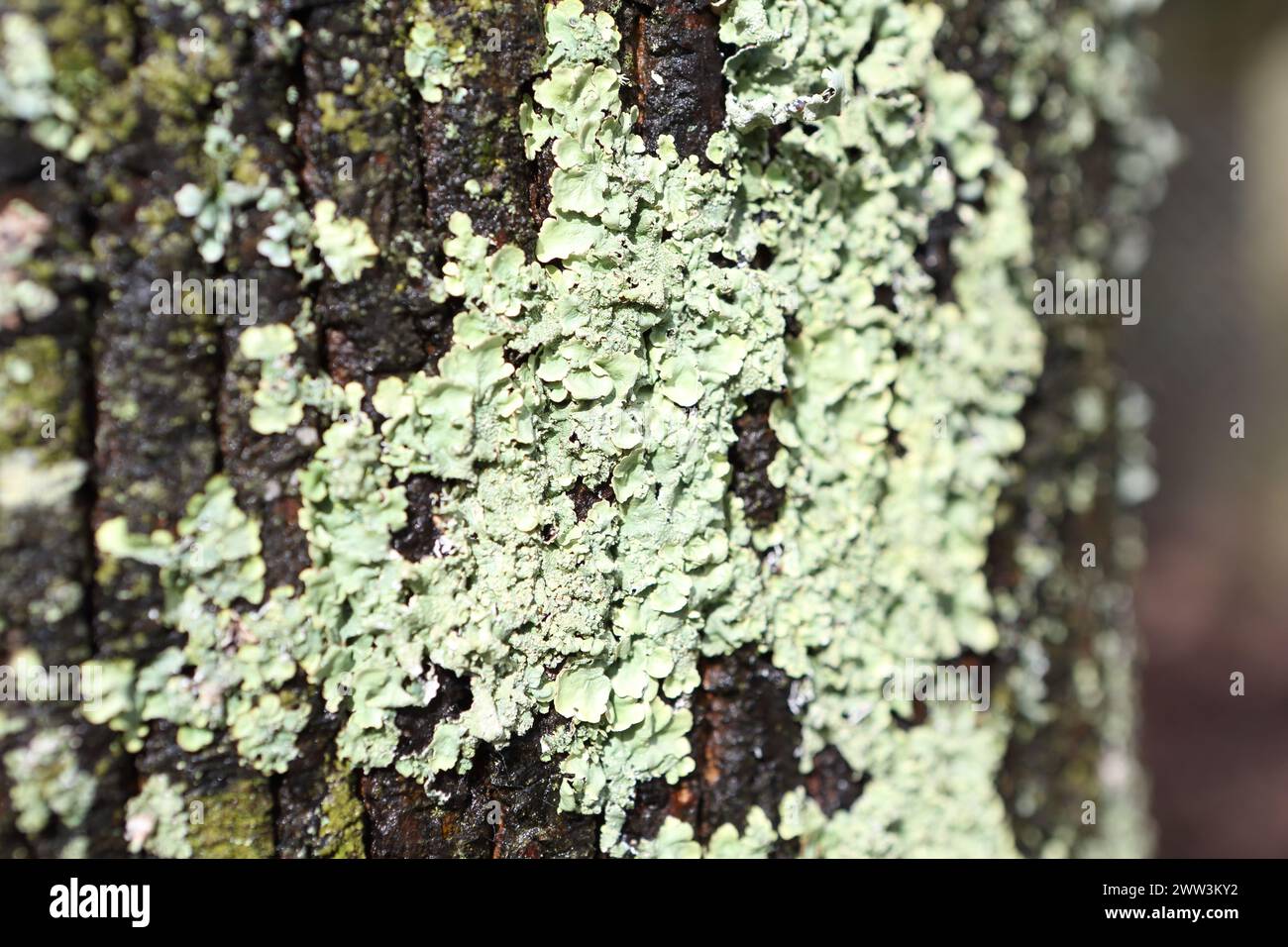Pale lichen on tree hi-res stock photography and images - Alamy